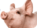 Taint Controls for Pigs – Pfizer explains why this is important ...